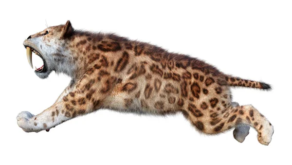 Rendering Sabertooth Tiger Isolated White Background Stock Photo by ...