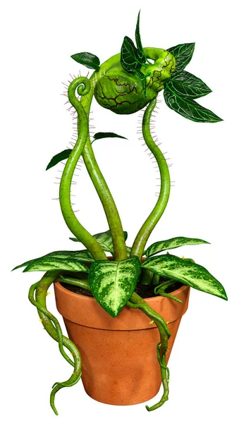 Pain plant Stock Photos, Royalty Free Pain plant Images | Depositphotos