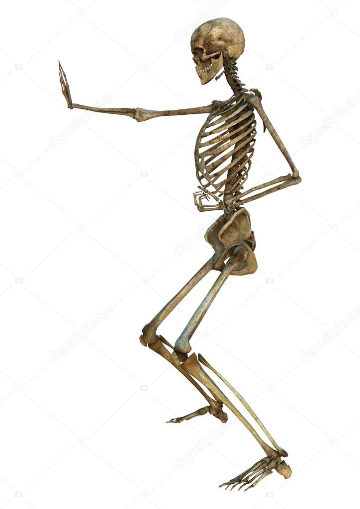 Human Skeleton Stock Photo by ©PhotosVac 57755723