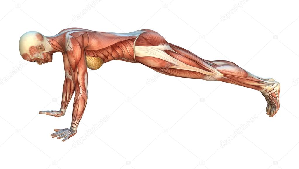 Muscle Maps — Stock Photo © PhotosVac #59643365