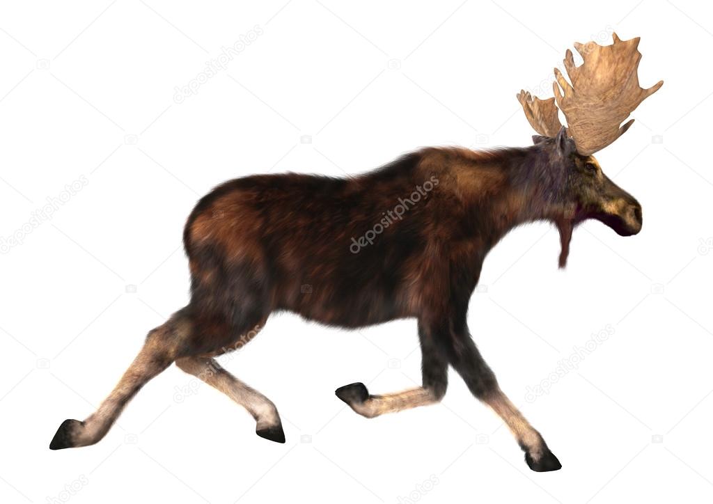 Running Moose — Stock Photo © PhotosVac #63643973