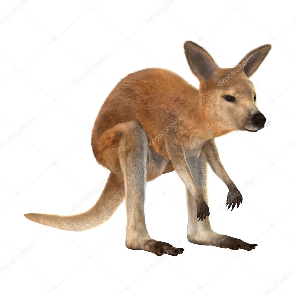 Joey — Stock Photo © PhotosVac #64391991