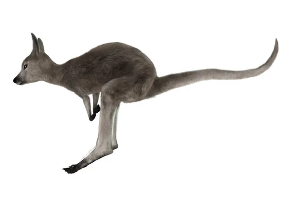 Joey Stock Photo by ©PhotosVac 66133525