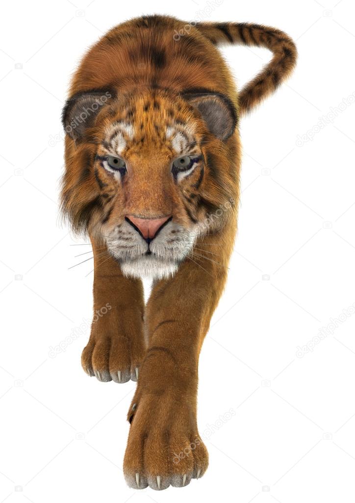 Tiger Stock Photo by ©PhotosVac 68923445