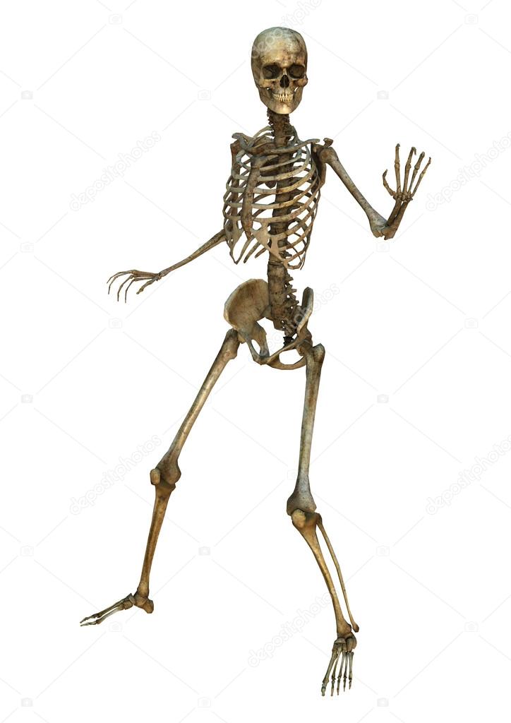 Human Skeleton Stock Photo by ©PhotosVac 71513401