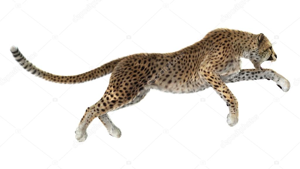 Cheetah Running Side View