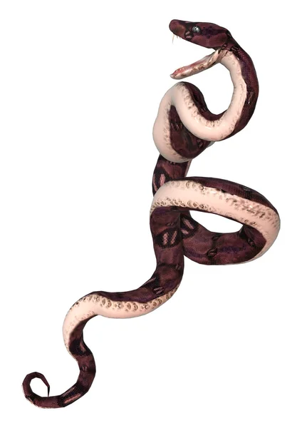 Anaconda Snake on White Stock Photo by ©PhotosVac 94530590