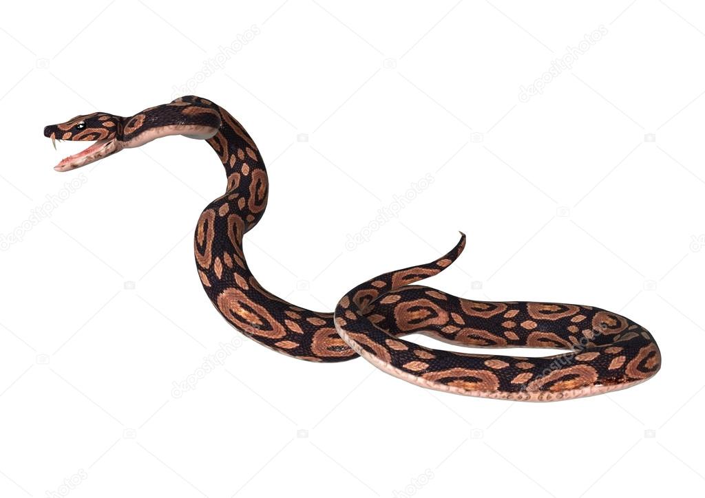 Ball Python on White Stock Photo by ©PhotosVac 92778632