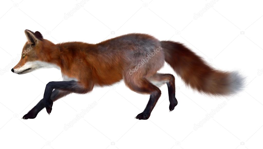 Red Fox Running Stock Photo by ©PhotosVac 94280804