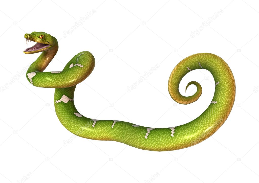 Green Tree Python on White — Stock Photo © PhotosVac #95820794
