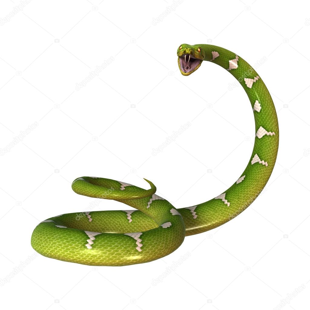Green Tree Python on White — Stock Photo © PhotosVac #96132924