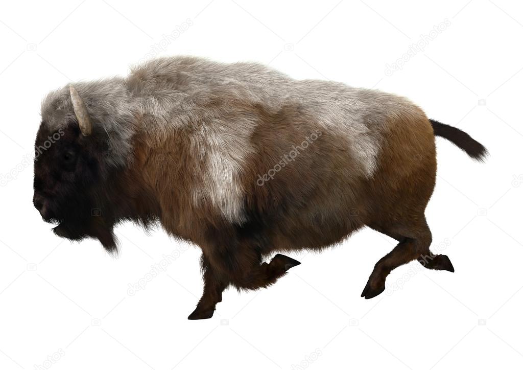 American Bison on White — Stock Photo © PhotosVac #97357836