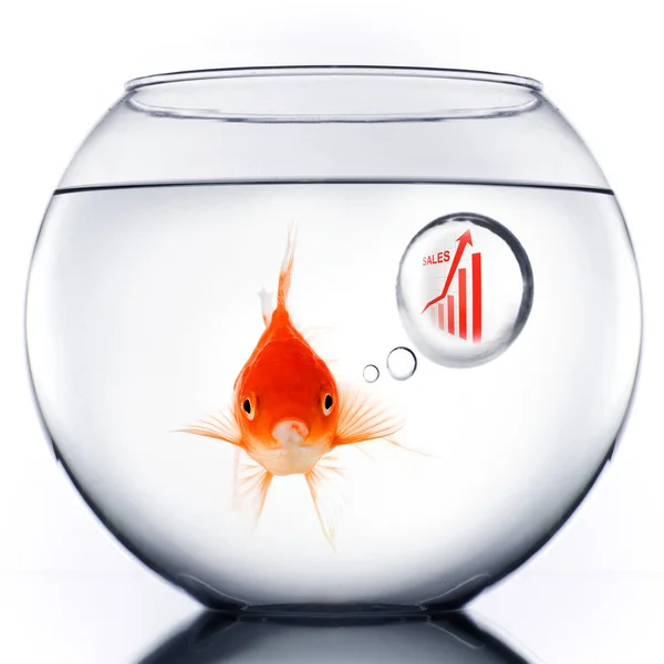 Smart fish Stock Photos, Royalty Free Smart fish Images | Depositphotos