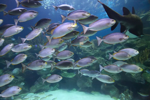 School of fish underwater — Stock Photo © yellow2j #165846260
