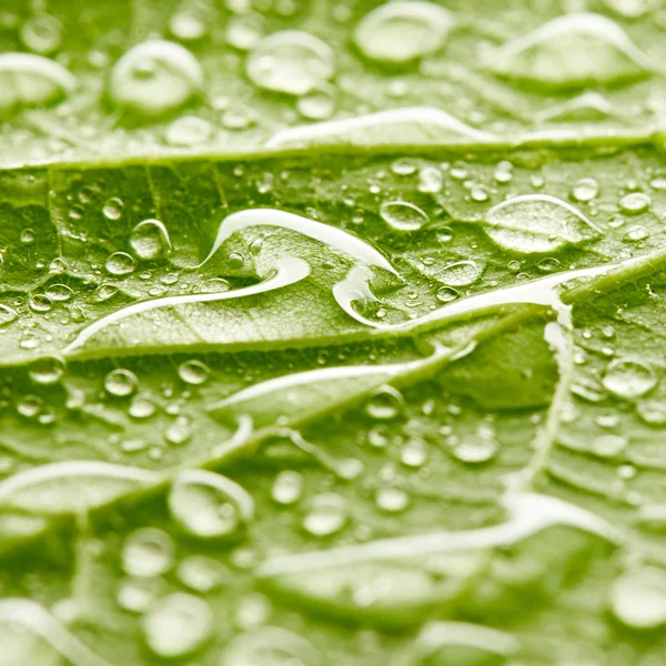 Beautiful green leaf with drops of water — Stock Photo © Nik_Merkulov ...