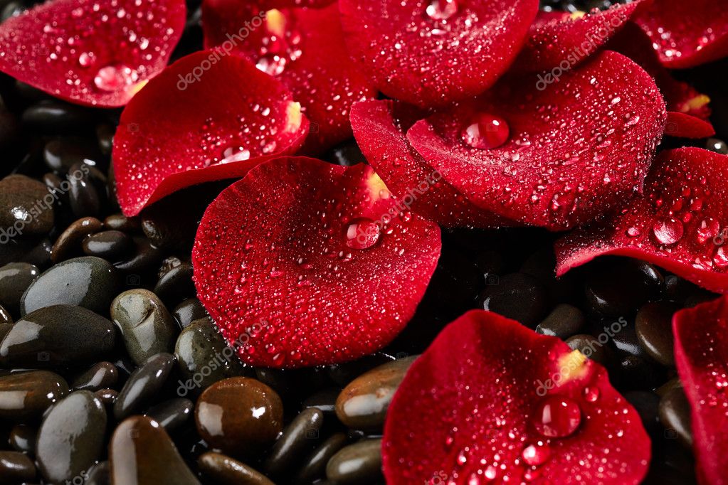 Red rose petals Stock Photo by ©Nik_Merkulov 105699386