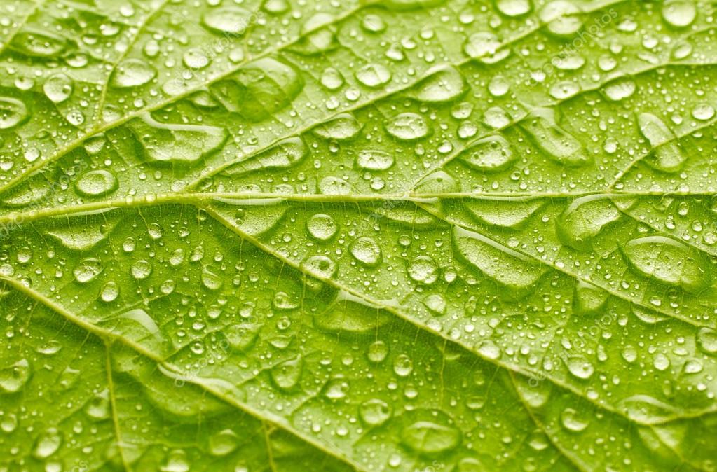 Beautiful leaf texture Stock Photo by ©Nik_Merkulov 107216526