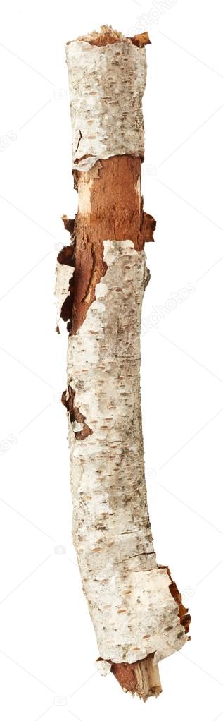 Birch tree stick Stock Photo by ©Nik_Merkulov 110276774