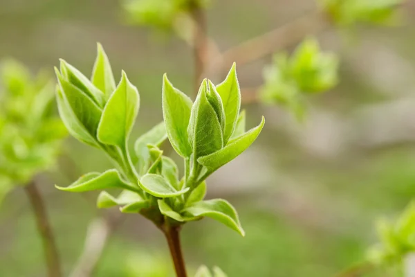 The first green Stock Photos, Royalty Free The first green Images ...