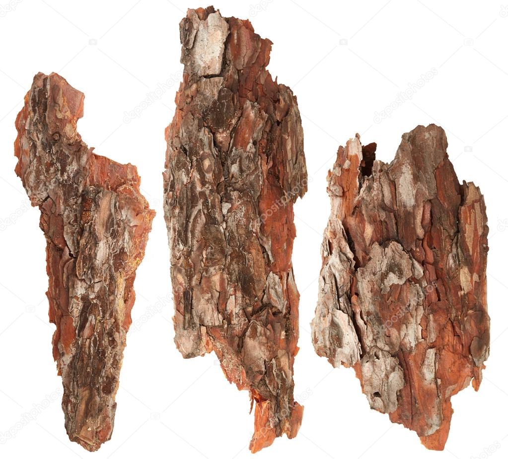 Cracked Tree Bark Stock Photo by ©Nik_Merkulov 111385646