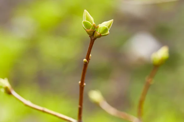 The first green Stock Photos, Royalty Free The first green Images ...