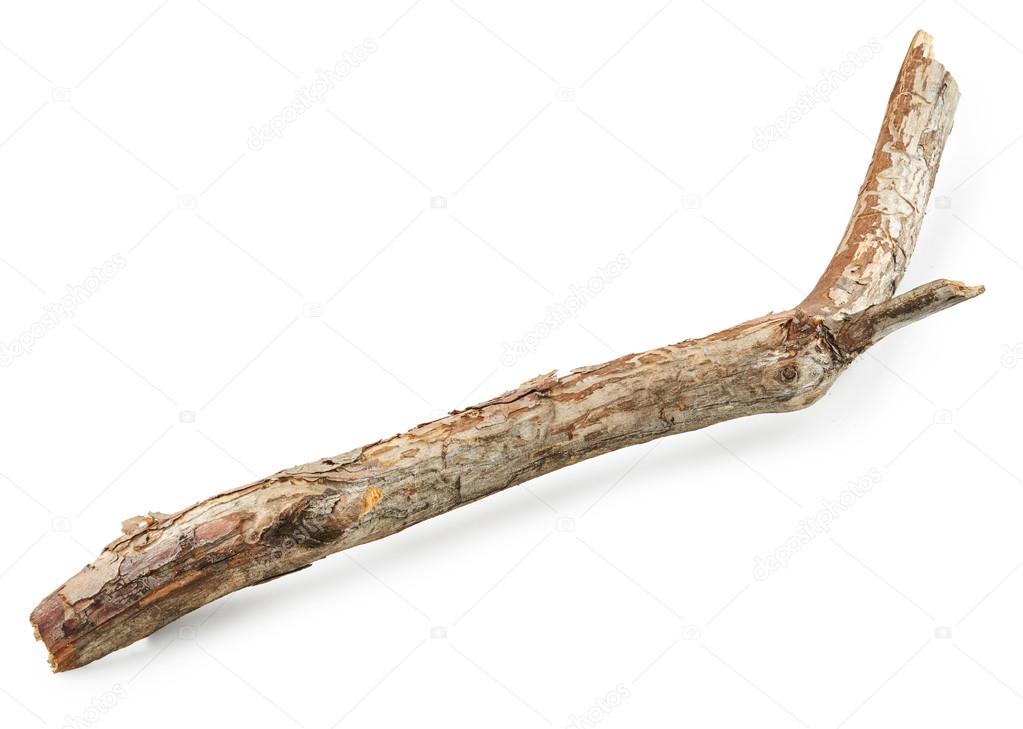 Tree branch isolated Stock Photo by ©Nik_Merkulov 113963036