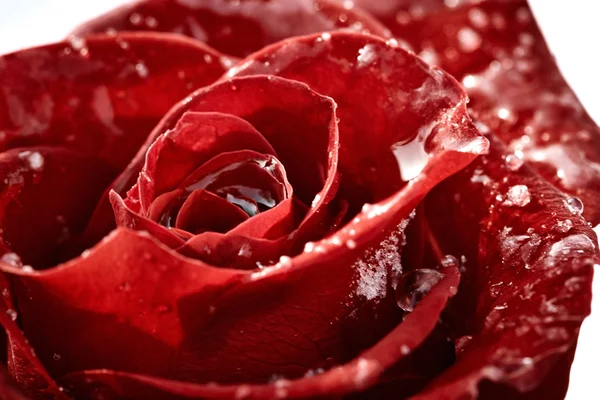 Blood soaked roses Stock Photos, Royalty Free Blood soaked roses Images ...
