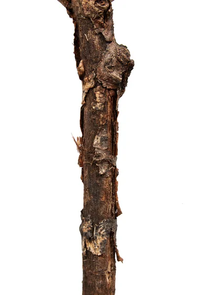 Tree branch isolated Stock Photos, Royalty Free Tree branch isolated ...