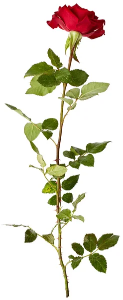 Rosa del tallo Stock Photos, Royalty Free Rosa del tallo Images ...