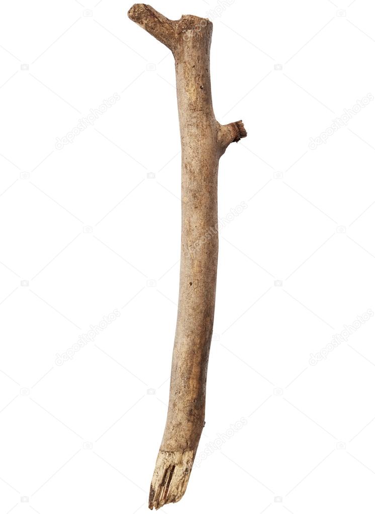 Tree stick ⬇ Stock Photo, Image by © Nik_Merkulov #83365480