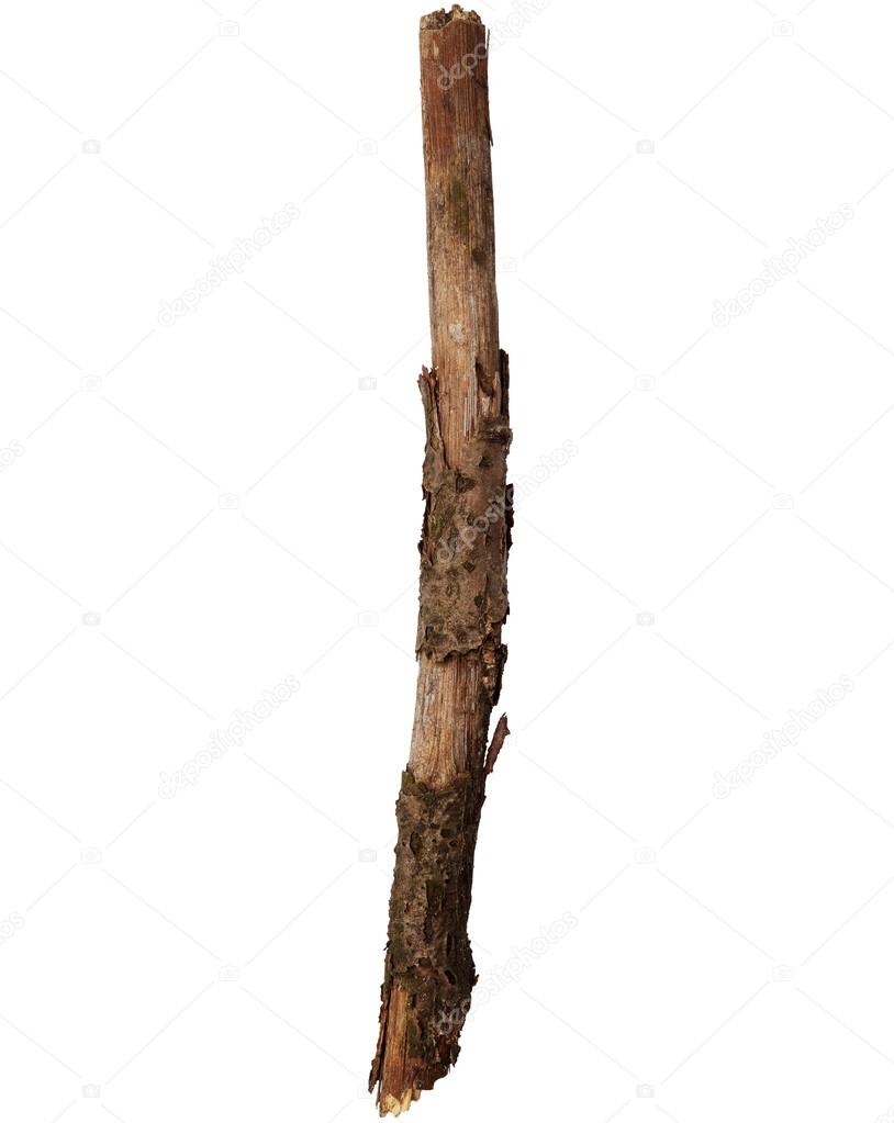 Tree branch isolated on white background — Stock Photo © Nik_Merkulov ...