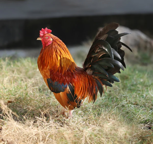 Beautiful multi colored rooster Stock Photos, Royalty Free Beautiful ...
