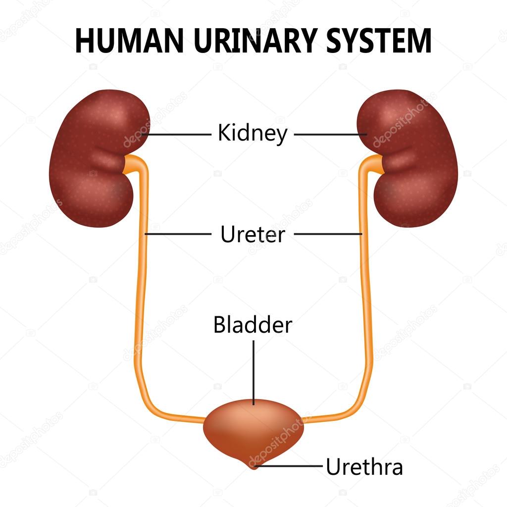 Urinary system illustration — Stock Vector © Neokryuger #105401158 Urinary system illustration — Stock Vector © Neokryuger #105401158
