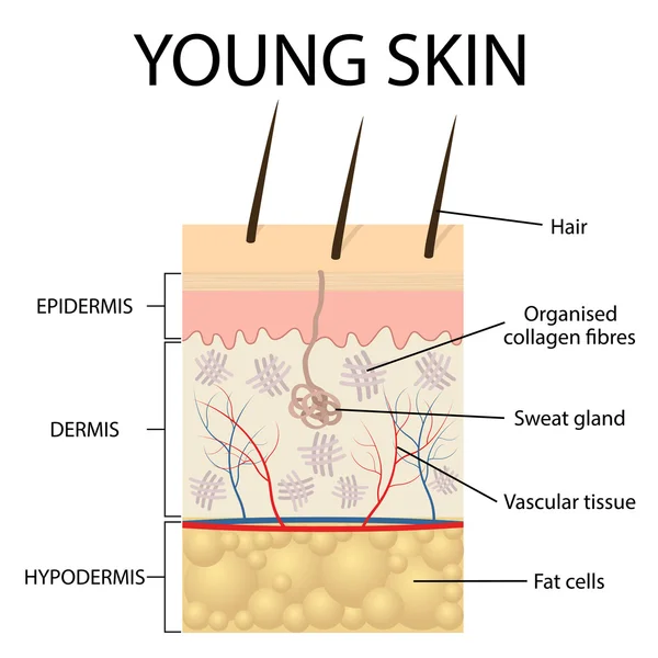 Cross section human skin. Stock Vector Image by ©Neokryuger #117597326