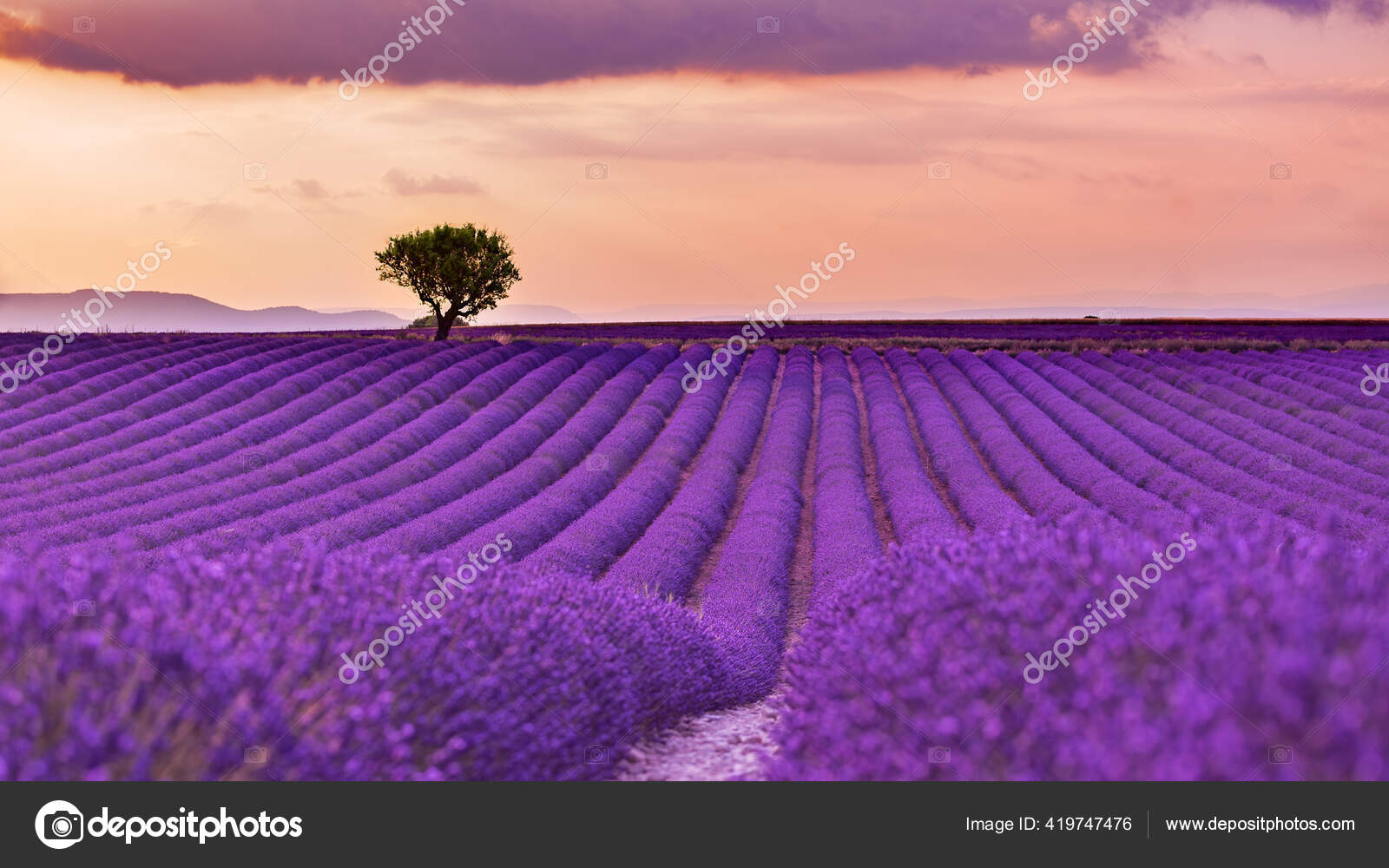Summer Lavender Sunset Sunrise Dramatic Clouds Lavender Field Amazing ...