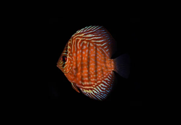 Docteur wrasse Stock Photos, Royalty Free Docteur wrasse Images ...