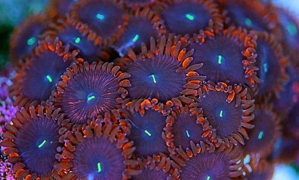 Zoas Stock Photos, Royalty Free Zoas Images | Depositphotos