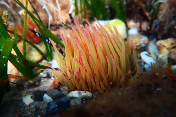 Intertidal sea anemone Stock Photos, Royalty Free Intertidal sea ...