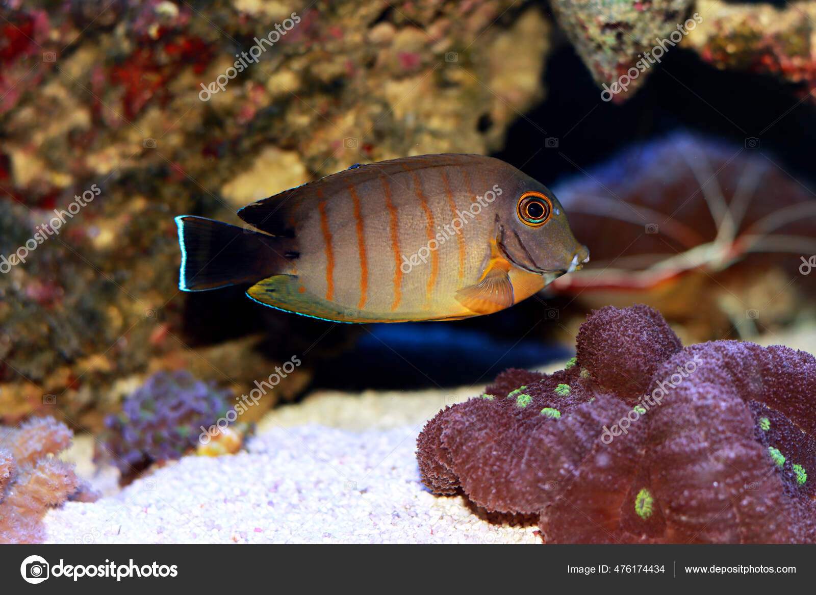 Mimic Eibli Tang Acanthurus Tristis — Stock Photo © Vojce #476174434