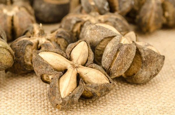 Brazil Nut Shells Stock Photo by ©monkeybusiness 4789786