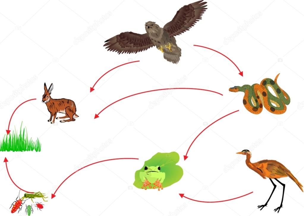 Food chain biological circle Stock Vector Image by ©baurz #89161492
