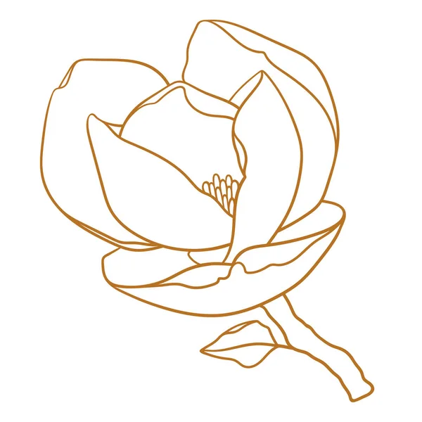 Southern Magnolia Flower Drawing