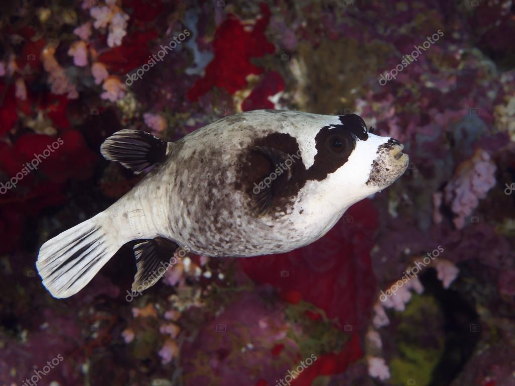 Panda Puffer