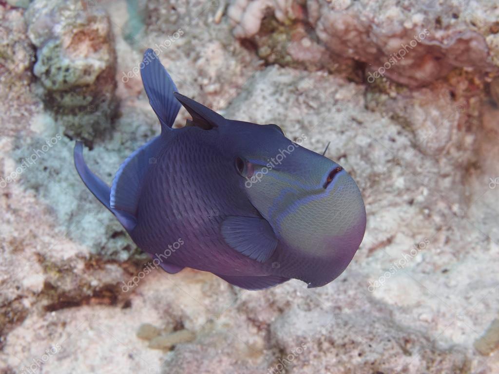 Coral fish Redtooth triggerfish Stock Photo by ©orlandin 61960643