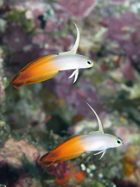 Peixe dardo fogo Stock Photos, Royalty Free Peixe dardo fogo Images ...