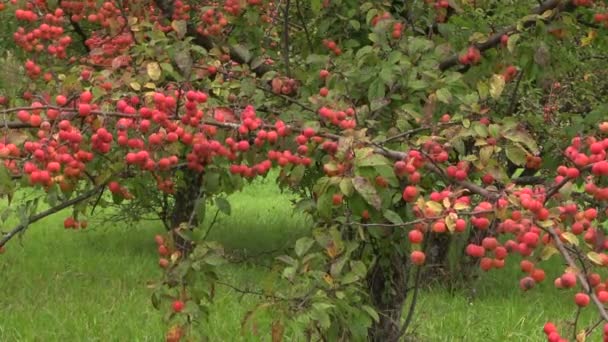 Decorative Japanese apple tree with fruits in botanical garden. — Stock ...