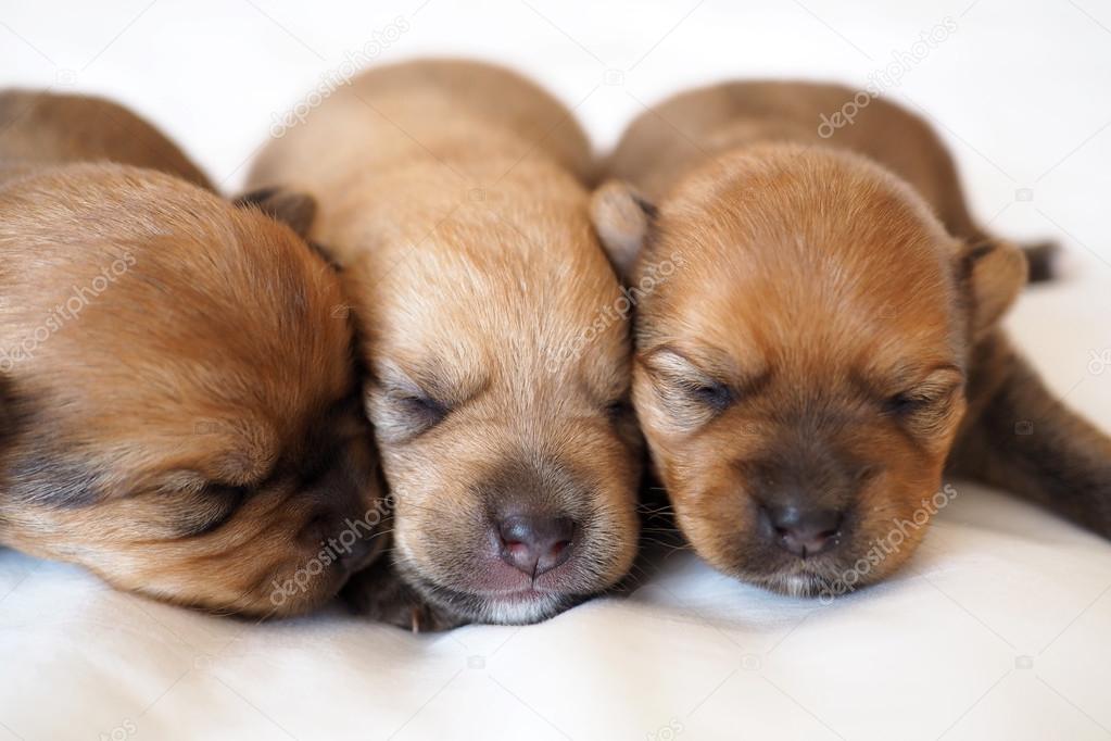 Three small puppies sleeping together — Stock Photo © timwege #123591740