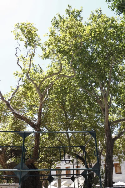 Tree of hippocrates Stock Photos, Royalty Free Tree of hippocrates ...