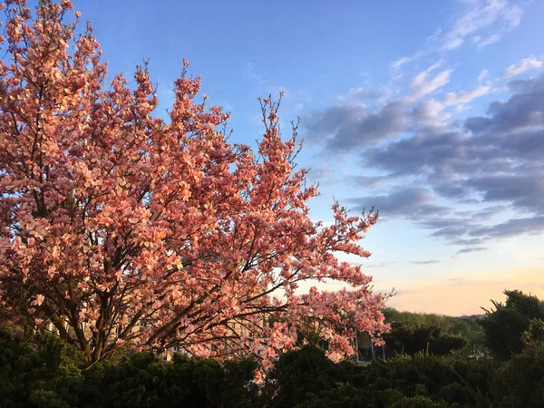 Canberra spring Stock Photos, Royalty Free Canberra spring Images ...