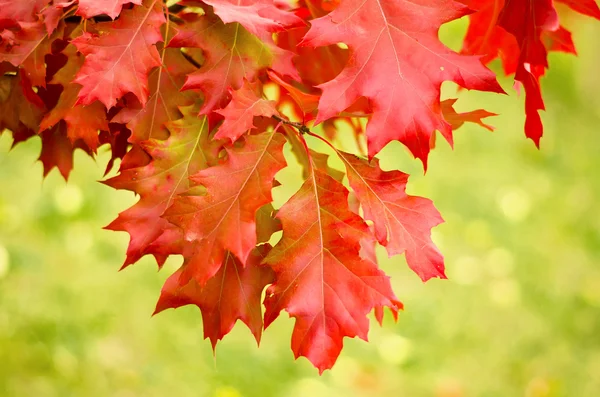 Red Oak Leaves - Stock Image - Everypixel